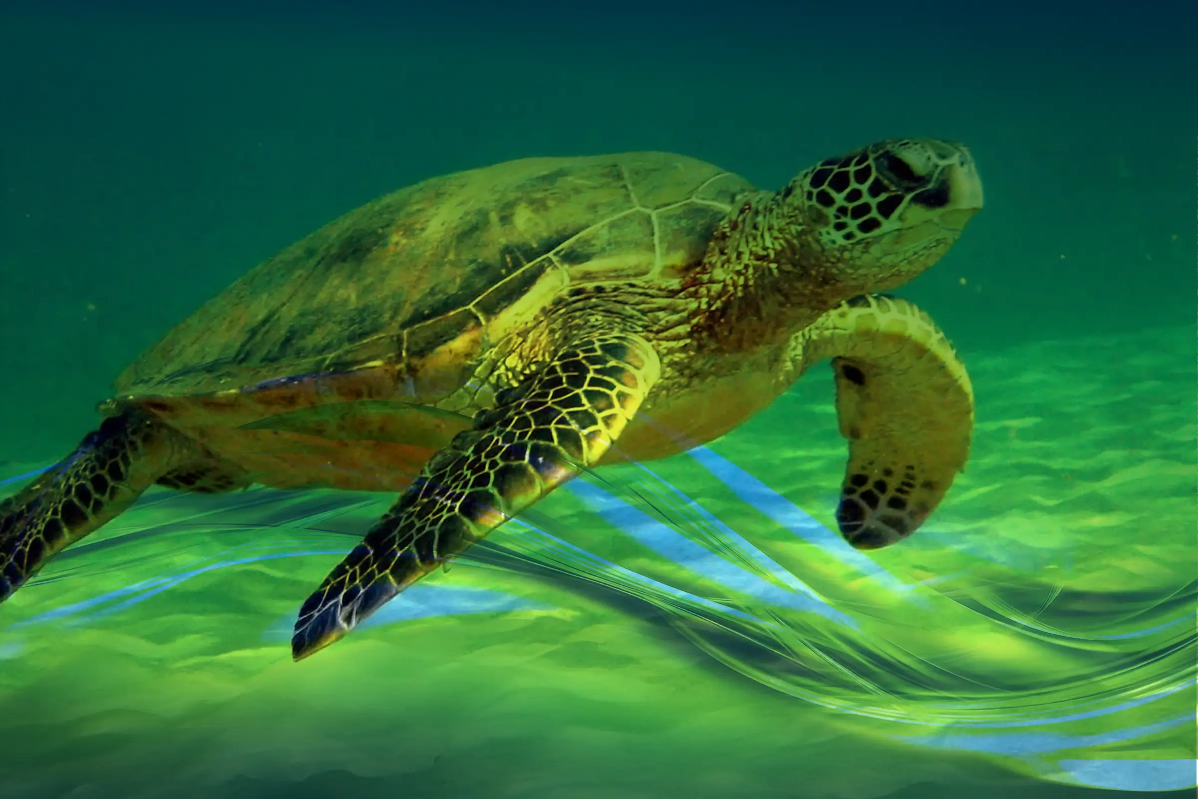 The Savers of the Deep, A Tale of Saving Sea Turtles – ECO SOLUTIONS